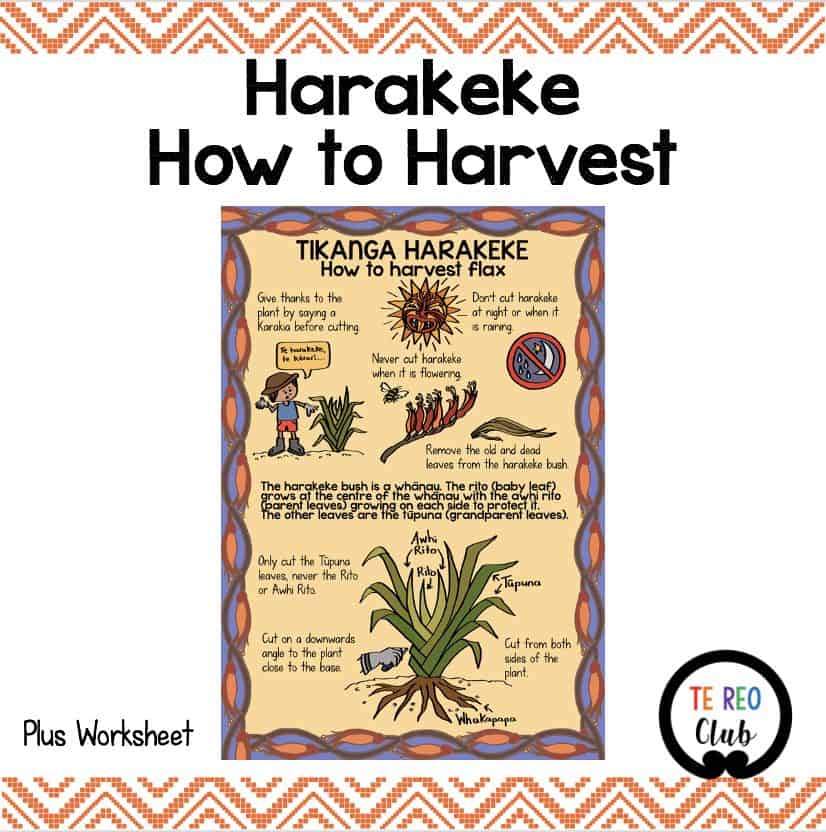 Harakeke-Flax - Te Reo Club